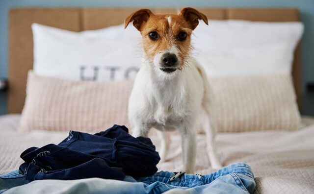 What Causes Aggressive Dog Behavior? | Artullano Pet Care